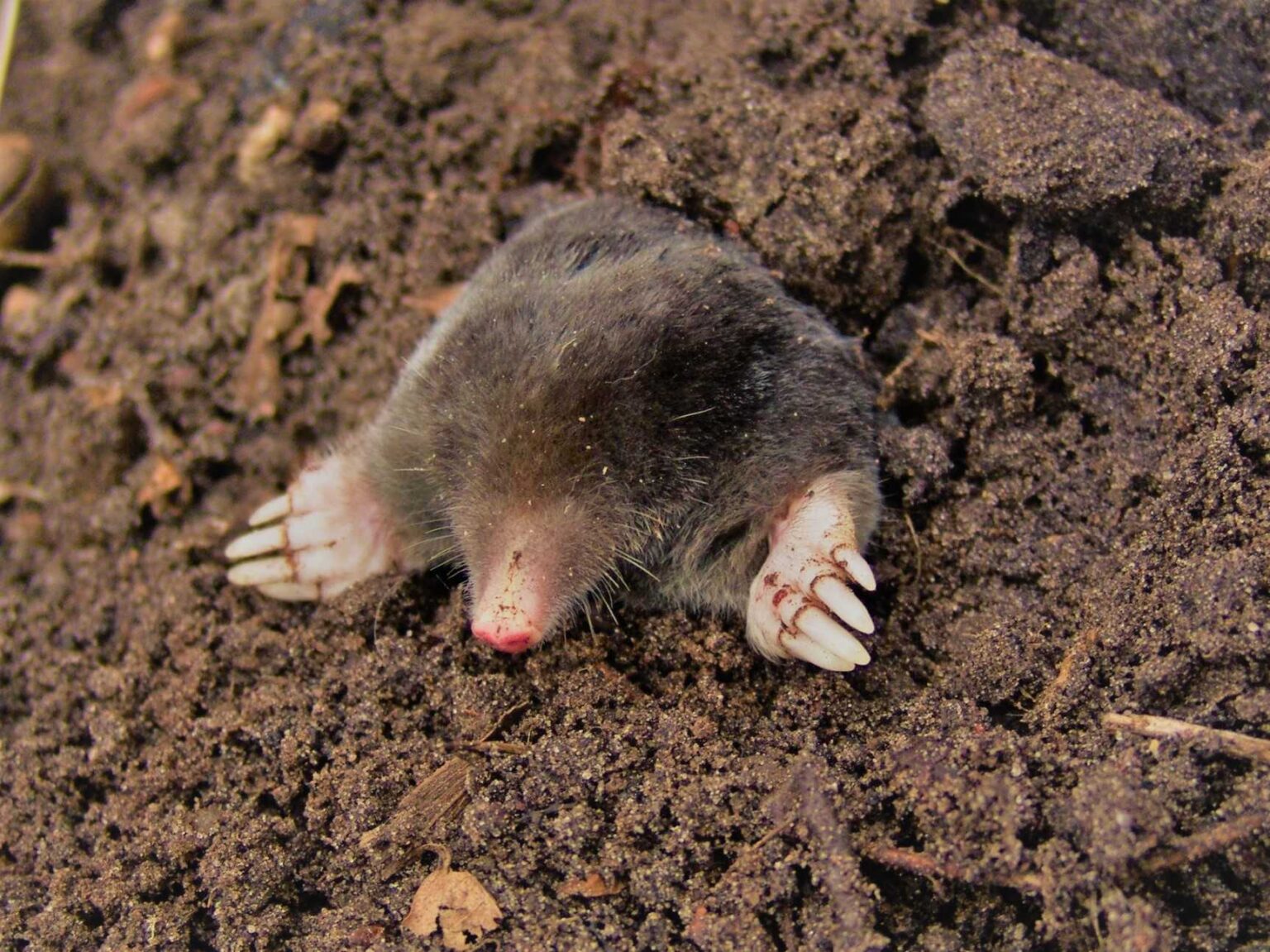 Problem z kretami w ogrodzie. Zwalczanie i występowanie kretów. - Insektpol