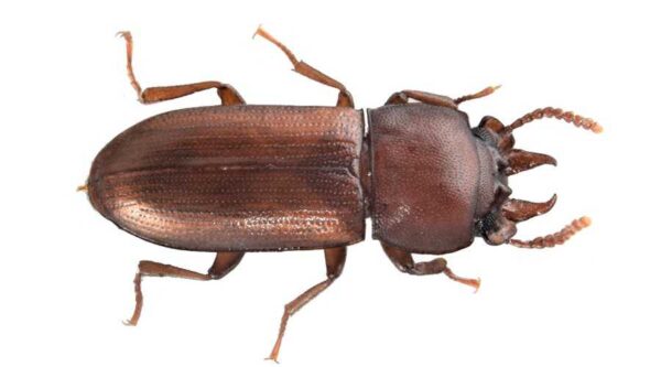 Rogatek spichrzowy (Gnathocerus cornutus) - Insektpol