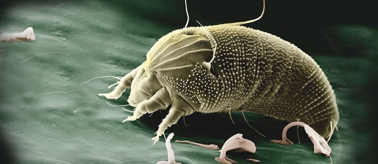 Roztocze kurzu domowego - Jak się go pozbyć?