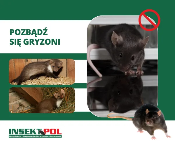 Deratyzacja - Odszczurzanie - Skuteczne Zwalczanie Gryzoni